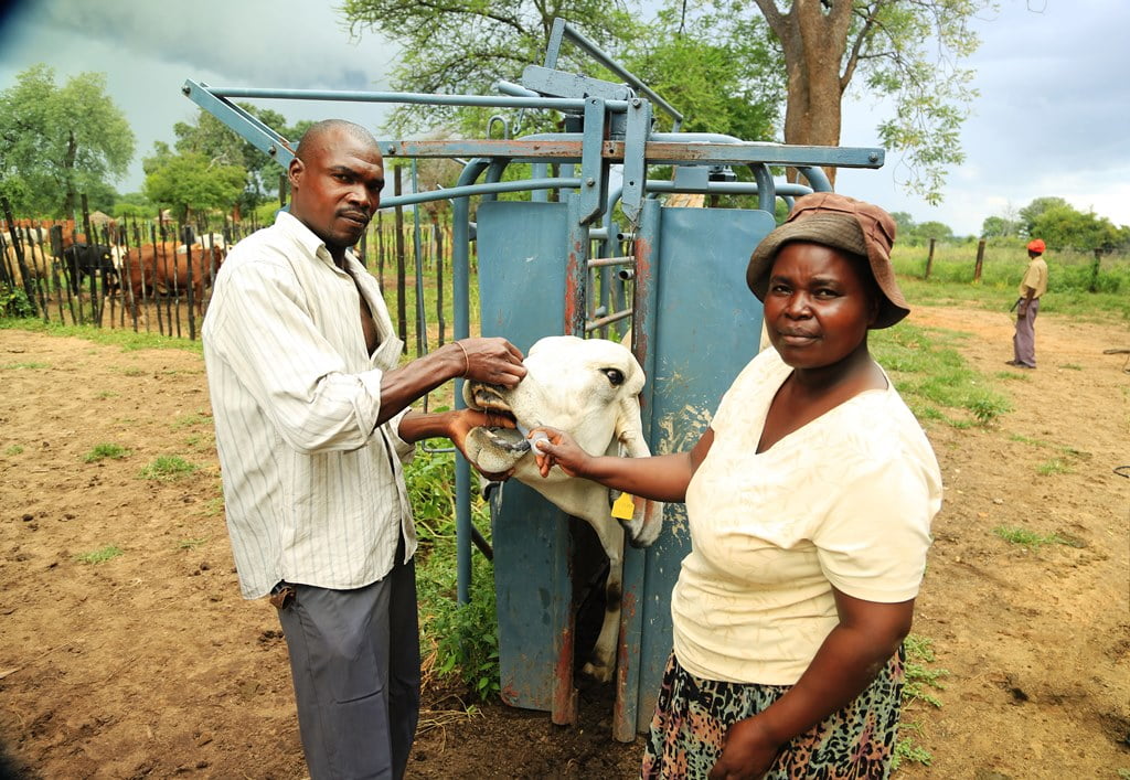 Zimbabwe'S Agricultural Resurgence: Innovations And Challenges in ...