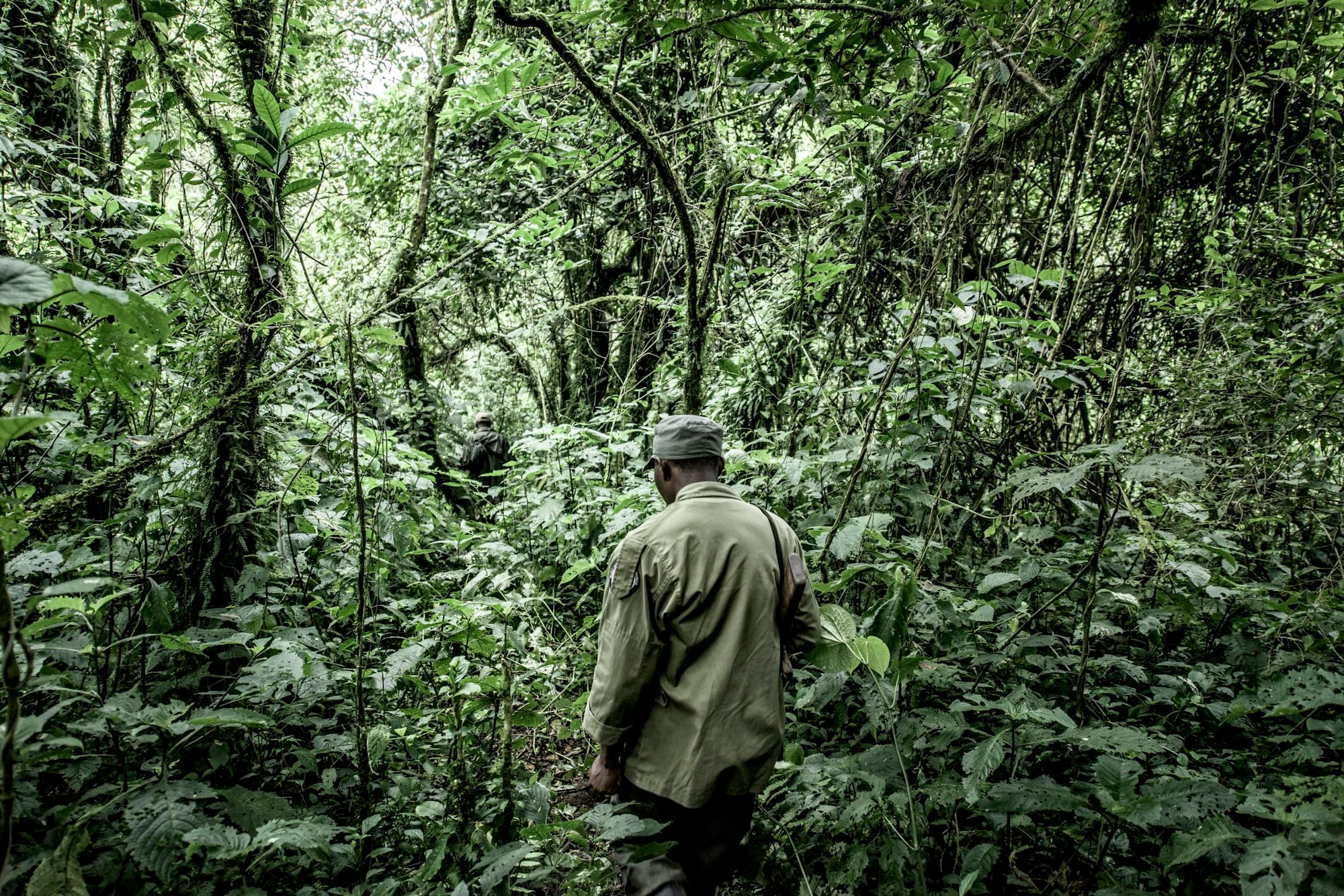 Sustainable Management of Forest Resources in the Republic of the Congo ...