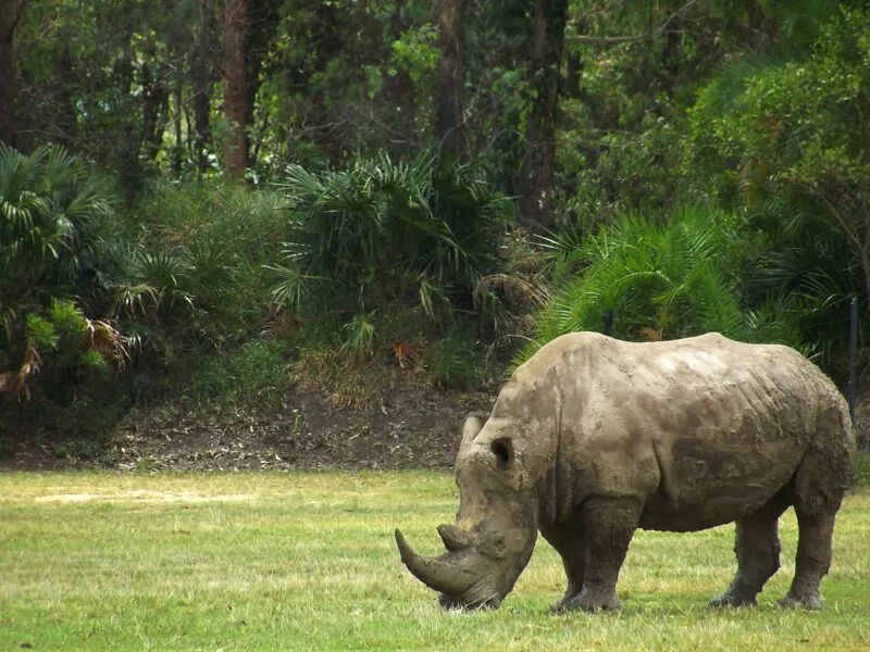 Benin Wildlife WORLD Wildlife DAY